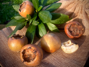 A guide article about rare and unknown foods