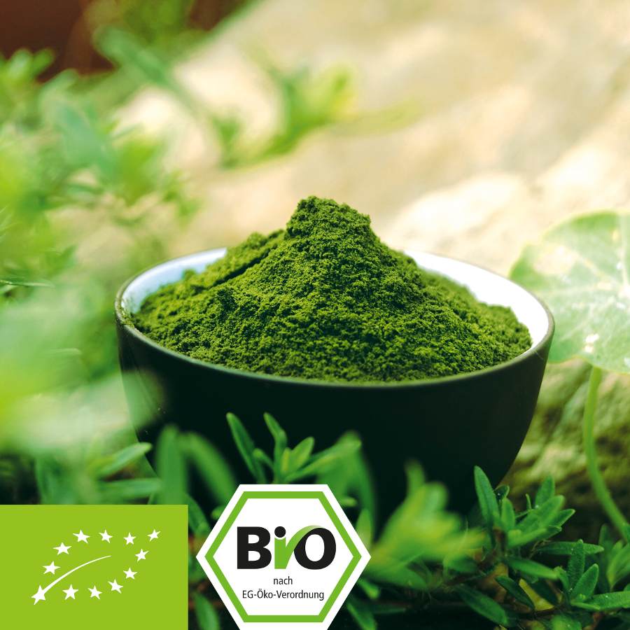 Bio Moringa oleifera Pulver jetzt online kaufen – 1kg - 500g – 250g